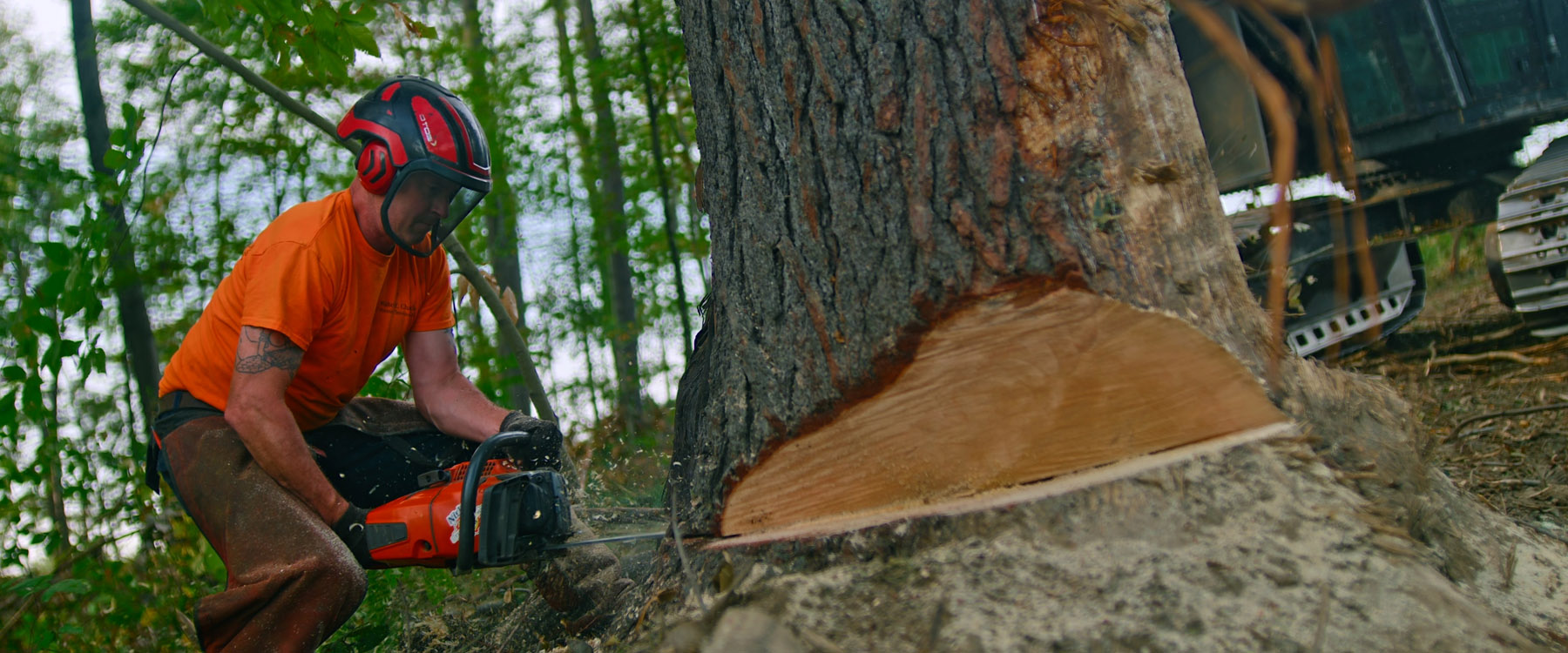 We Buy Pine Logs - Mead Lumber Co. Inc.